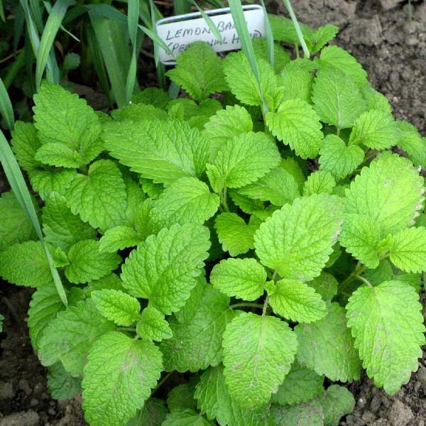 Lemon Balm Plant, Melissa Officinalis